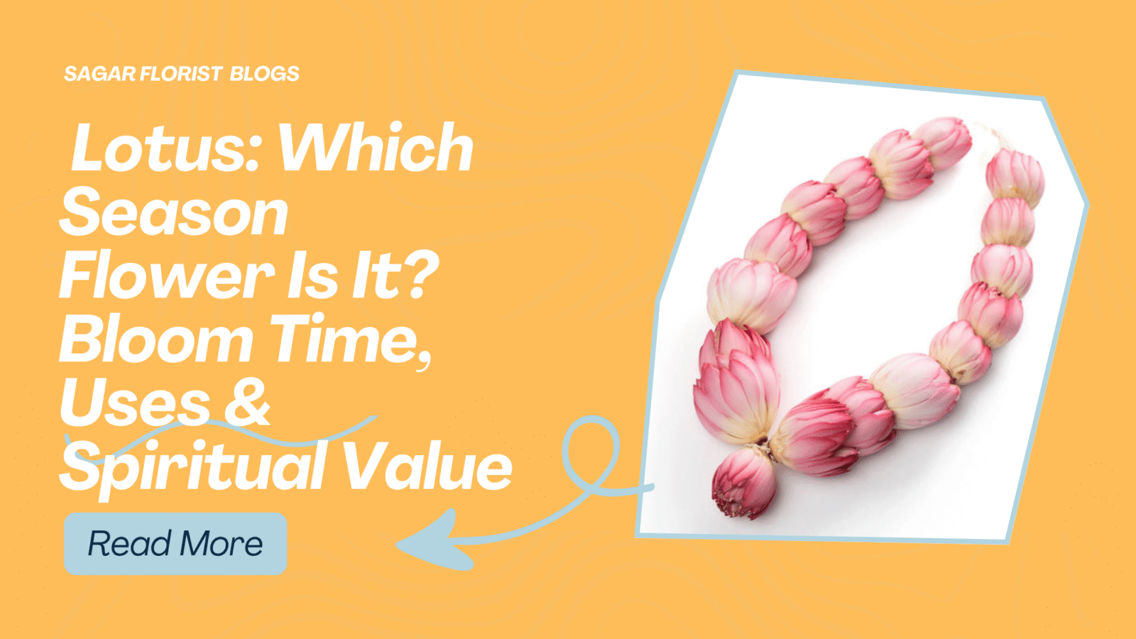 Lotus: Which Season Flower Is It? Bloom Time Uses Spiritual Value